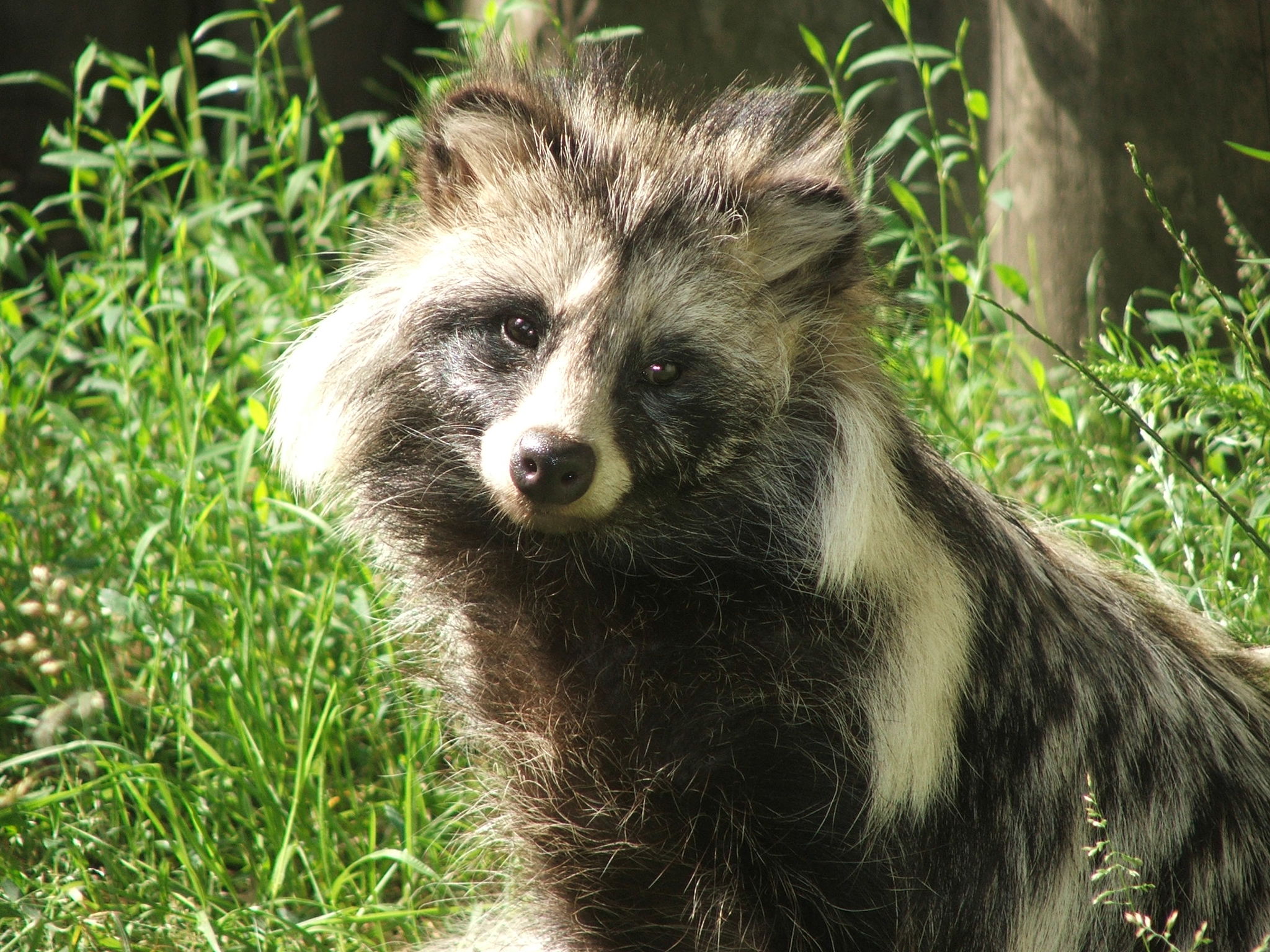 Invasive alien mammals threaten biodiversity in Europe | Sapienza ...